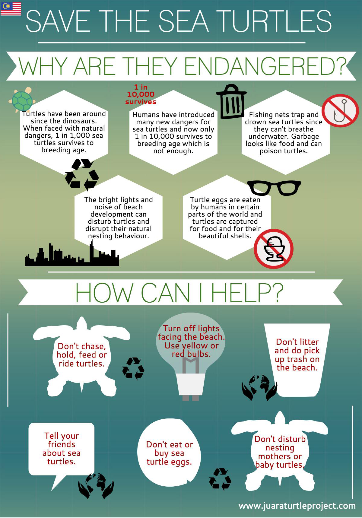 Incredible Infographic With Relevant Information About Sea Turtles